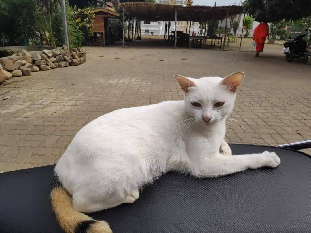 What are the names of ancient cats?How many do you know? - iMedia