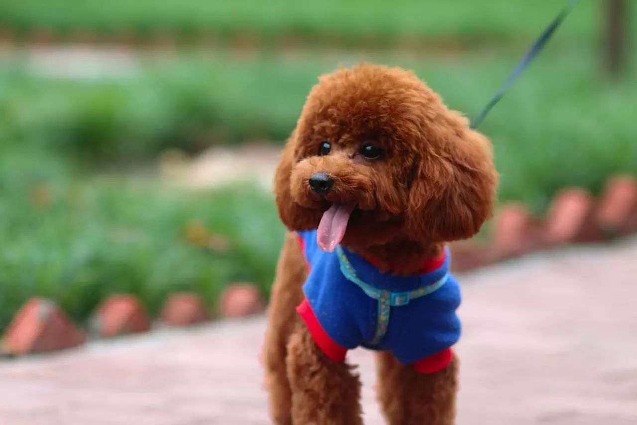 There are 5 more "human" dogs in the dog world. You treat them well ...