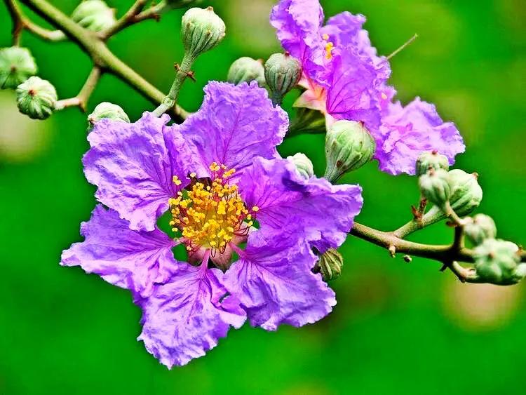 Beautiful arbor flowers ~ Lagerstroemia indica - iMedia