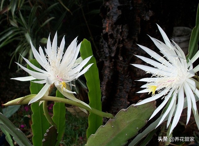 Pay attention to 3 small details, the epiphany can also bloom during ...