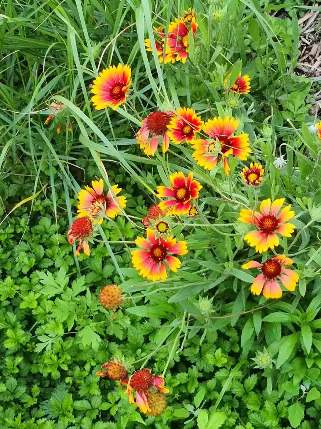 Qiuyu Song Ci (nine poems outside the poem) Zhang Xingui, Shaanxi - iMedia