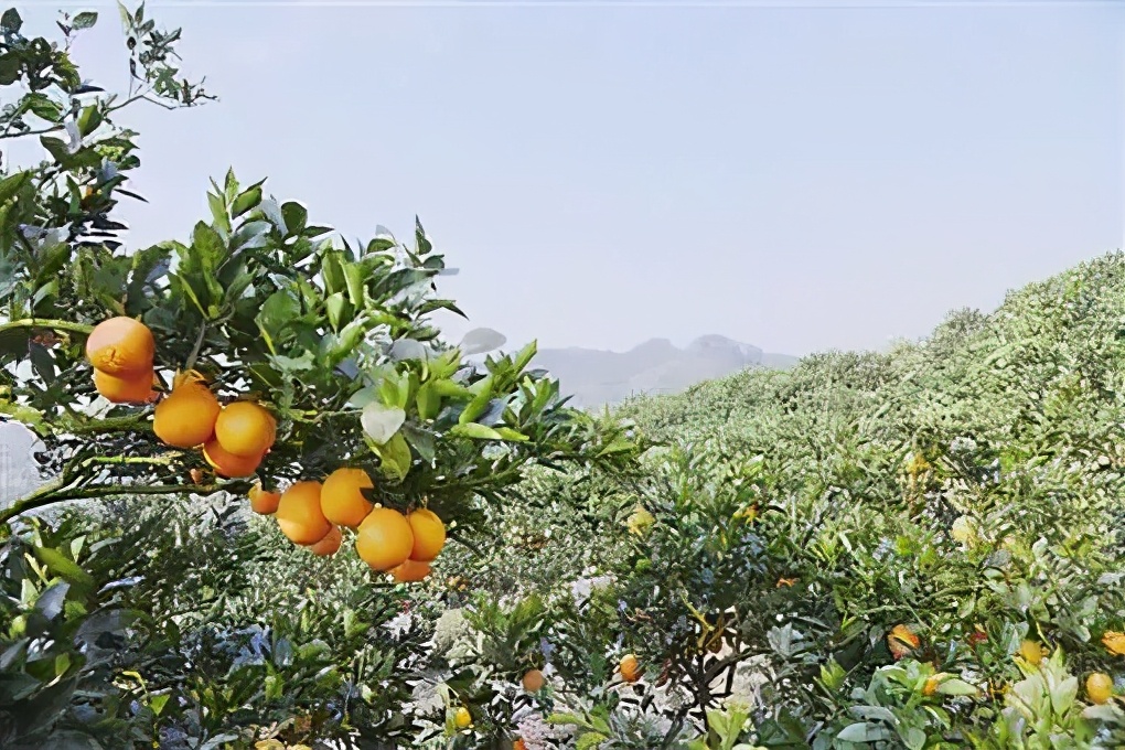 Great changes in Sanxiang!In Xinning, Shaoyang, the "butterfly change ...