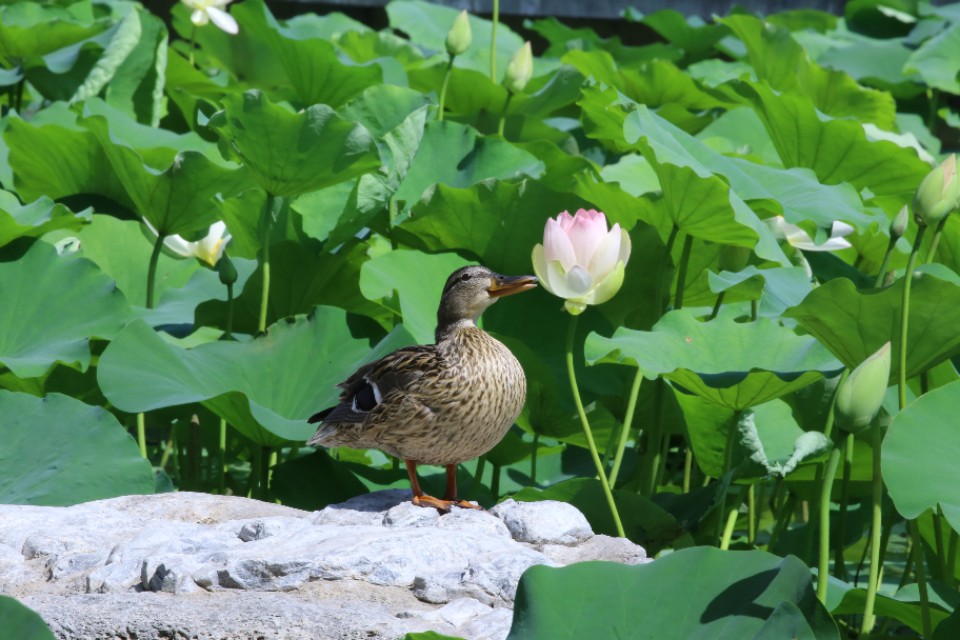 Lotus Pond Sunny Roast Duck - iMedia