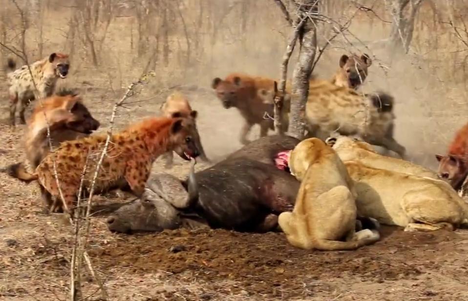 Can Africans "tame" hyenas?No wonder the lion is not afraid of it, and ...