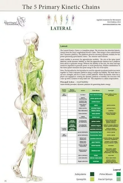 The five major action chain systems of the human body - iMedia