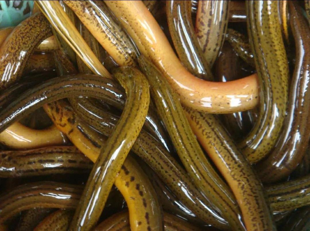 Rice field eels usually get into the soil of rice fields. What did they ...