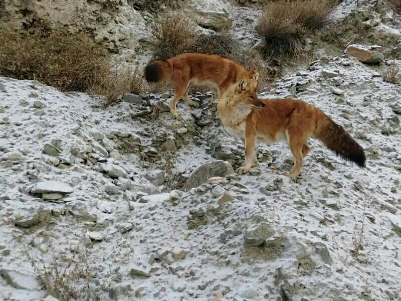 After 14 ferocious beasts have appeared, eight endangered jackals ...