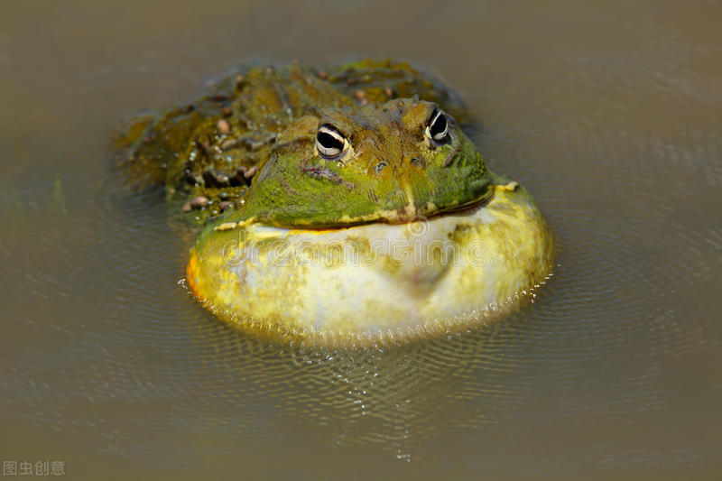 The "Big Mac" of frogs, weighing 3 kg and 30 cm long, will open its ...