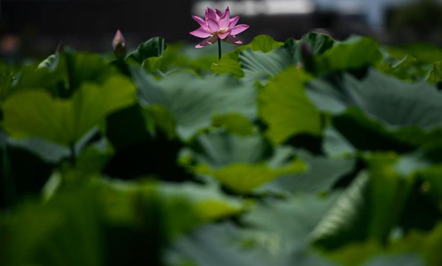 Lotus Fragrance in Wetland Park - iMedia
