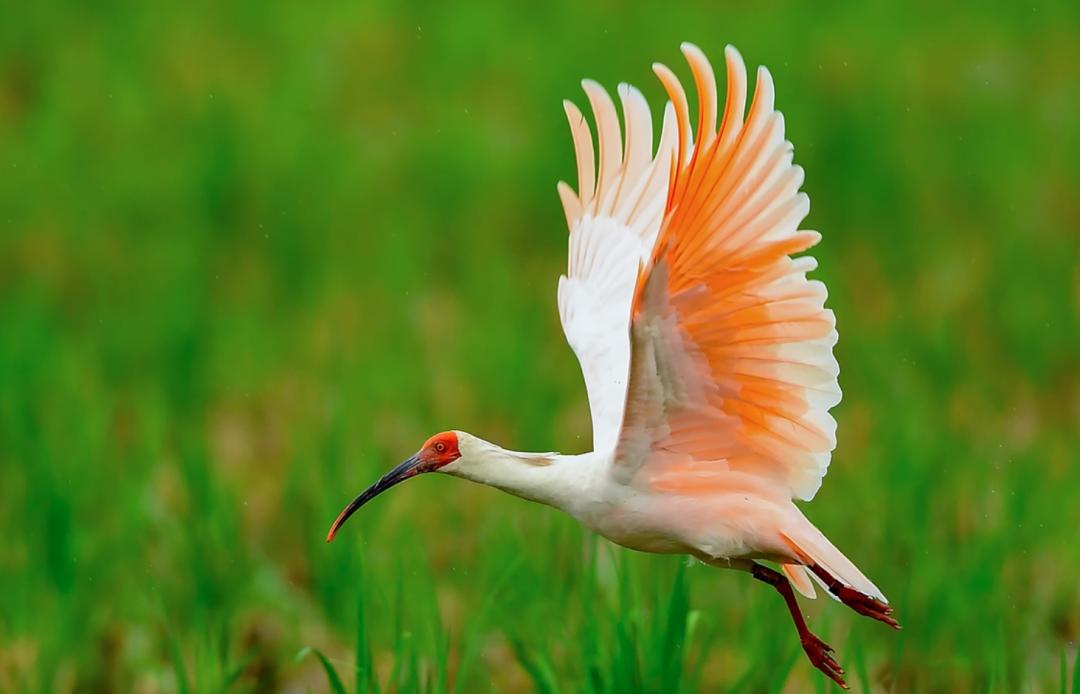 The number of crested ibis protected in China is soaring, why did the ...