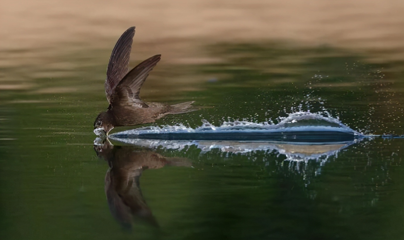 The speed is up to 350 km/h, the legendary "footless bird", the fastest ...