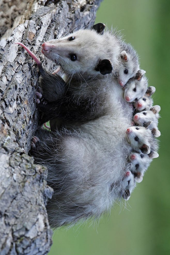 A mother possum in Brazil carries seven babies on her back and walks a ...