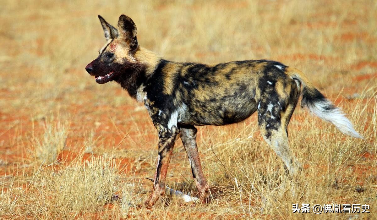 The ten strongest beasts in Africa - iMedia