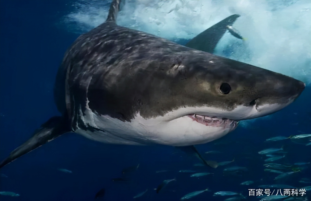 Megalodon never extinct?A prehistoric overlord with a bite force of ...