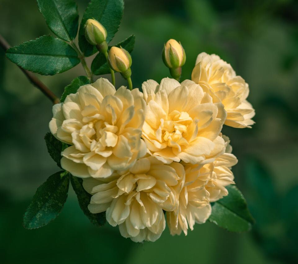 Seven classifications of rose varieties - iMedia