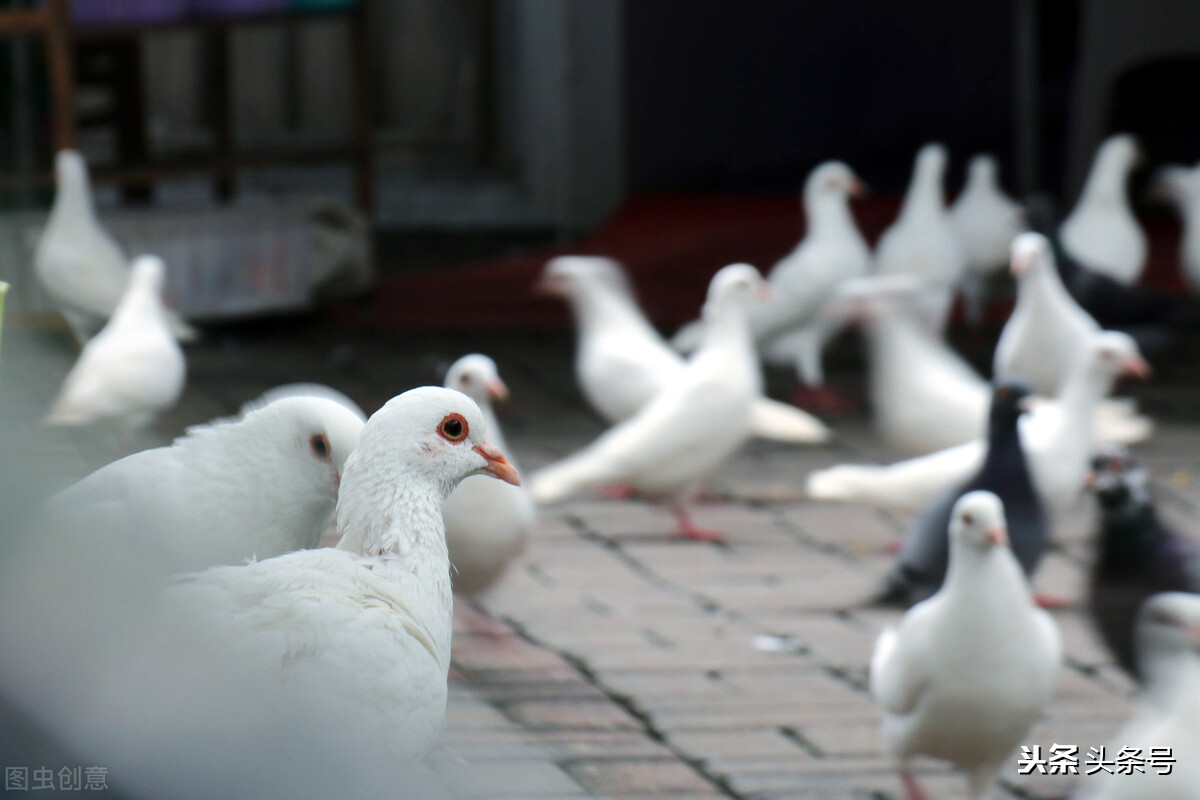 Does oxytetracycline treat a single eye cold in pigeons? - iMedia