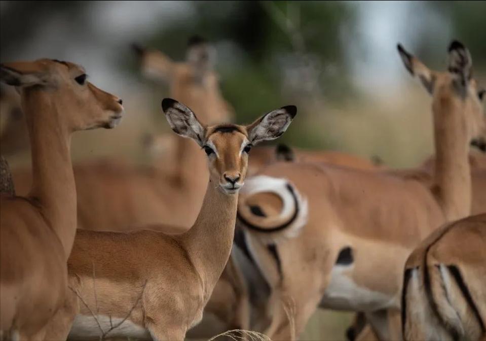 Why do African wild dogs love to eat baboons?Eat more than 50 in three ...