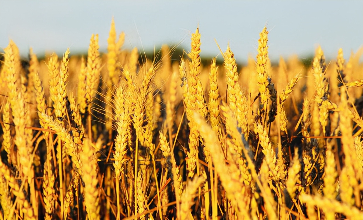 Why Japan, which has a food self-sufficiency rate of only 37%, is not ...