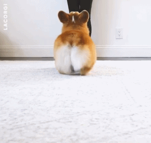 I unilaterally announced: This is the cutest dog PP in the entire ...