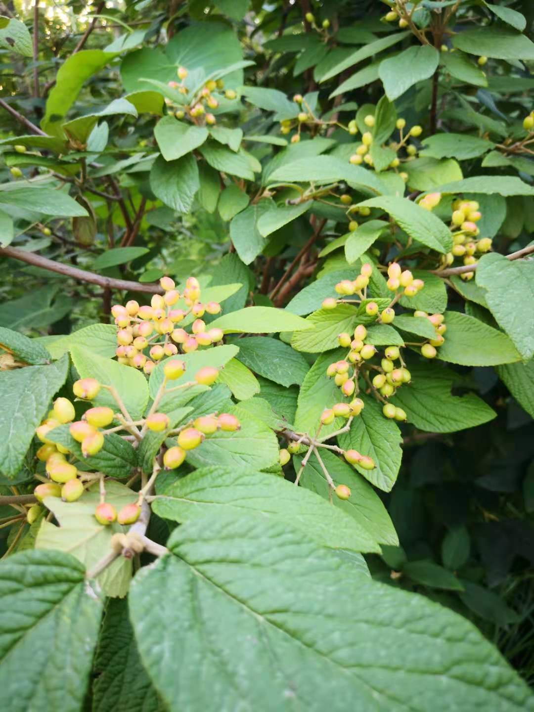 Qiuyu Song Ci (nine poems outside the poem) Zhang Xingui, Shaanxi - iMedia