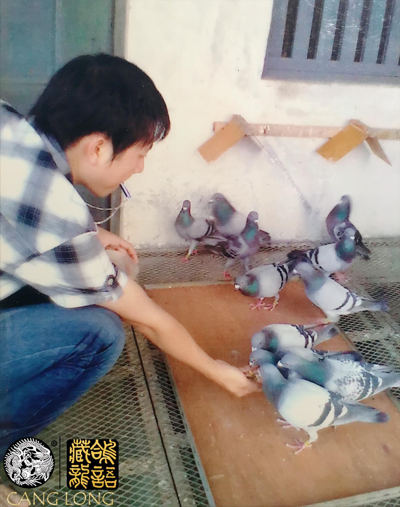 The five roles of a good pigeon owner - iMedia