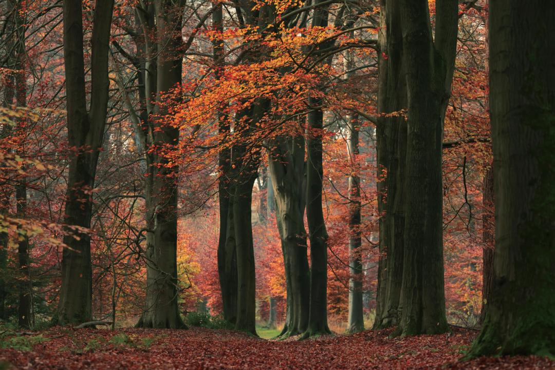 Photography skills: how to shoot trees?Inspiration sharing of master ...