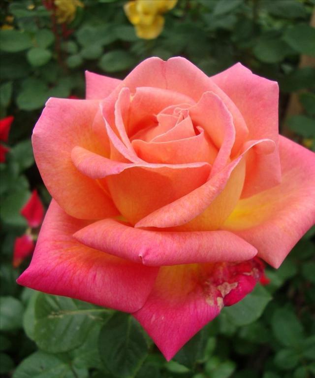 Seven classifications of rose varieties - iMedia