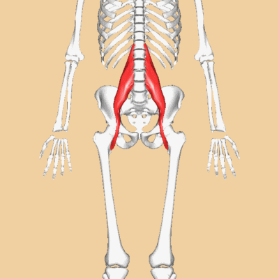 Analysis of "Psoas Major" of Myogenic Low Back Pain (2) - iMedia