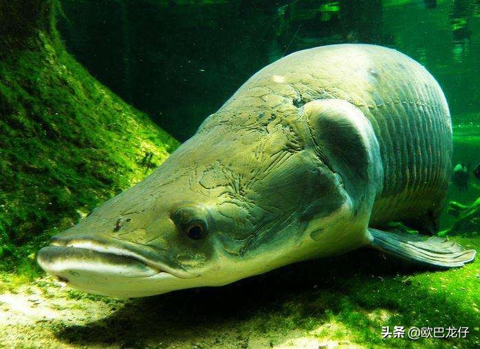 The nemesis of piranhas, whose scales can sharpen knives, how did the ...