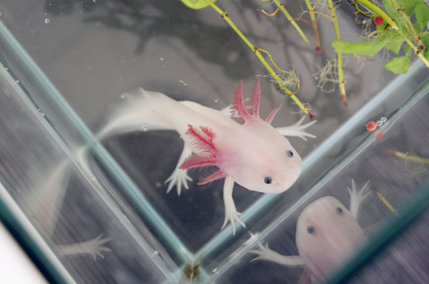 A creature that looks like a "dragon", what kind of existence is the ...