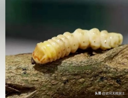 Yunshi tree that is also flower and medicine - iMedia