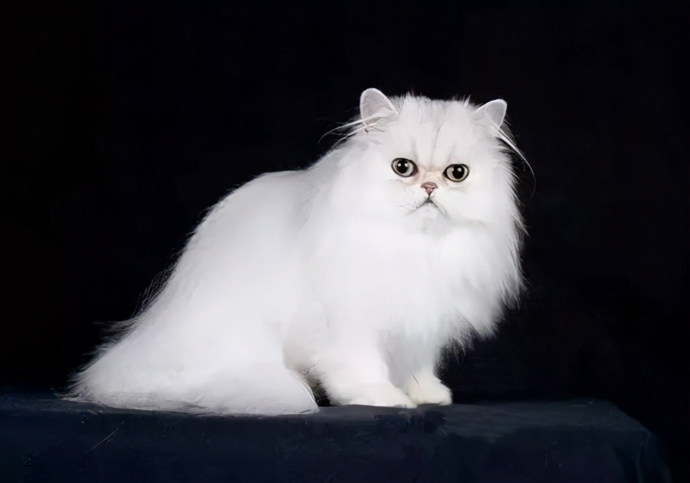 What to do if the Persian cat has soft stools?The solution is here - iMedia