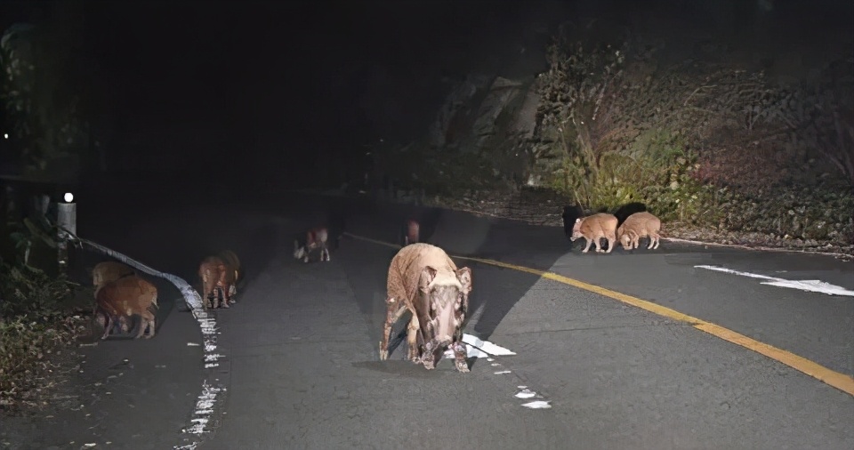 Radioactive hybrid wild boar appeared in Fukushima, Japan! - iMedia