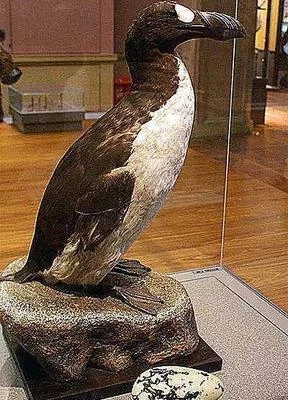 Arctic great auks are more like penguins than penguins. Why do they ...