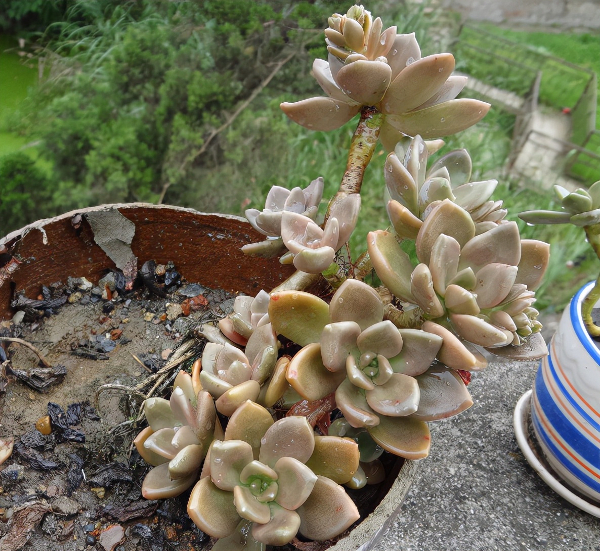 Raise this "succulent" in autumn, just put it in the pot, "watering ...