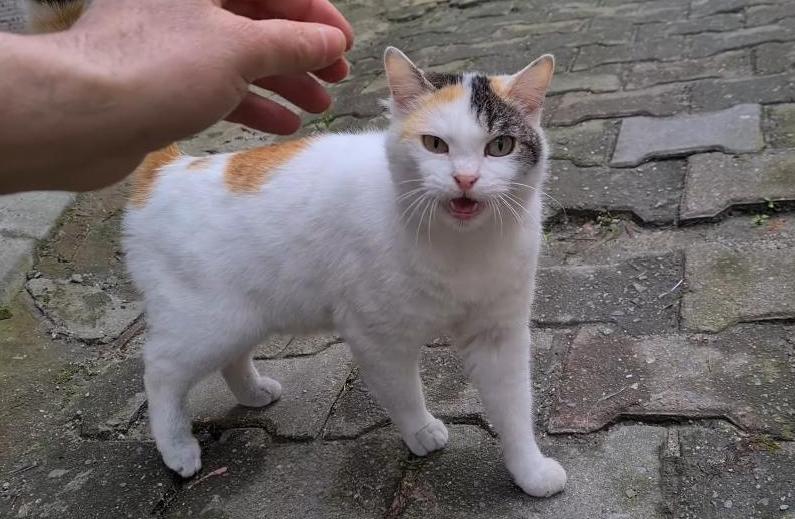 In this life, please be sure to raise a three-flowered cat - iMedia