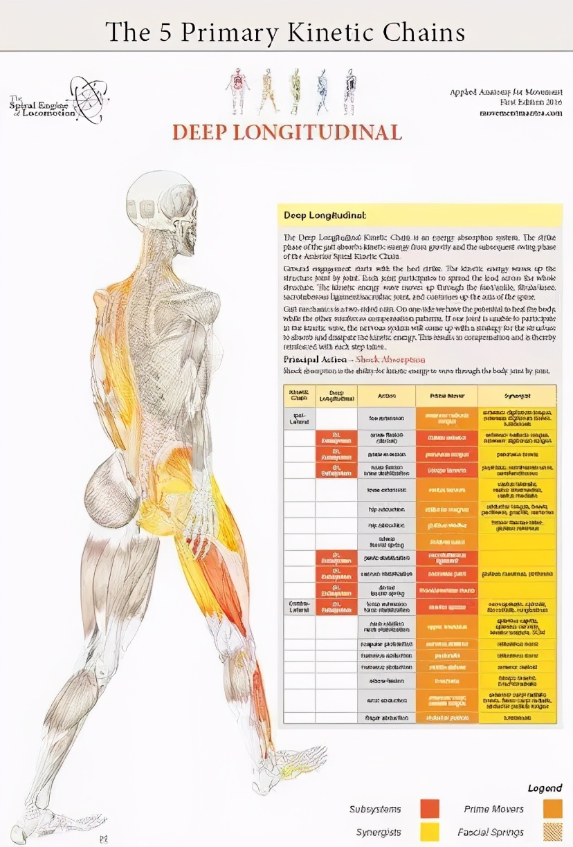 The five major action chain systems of the human body - iMedia