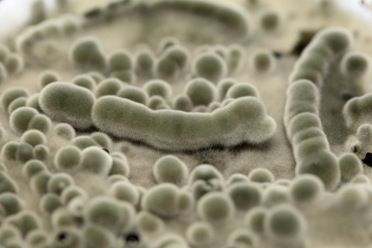 Fungus saves astronauts?Cosmic radiation is too strong, scientists plan ...