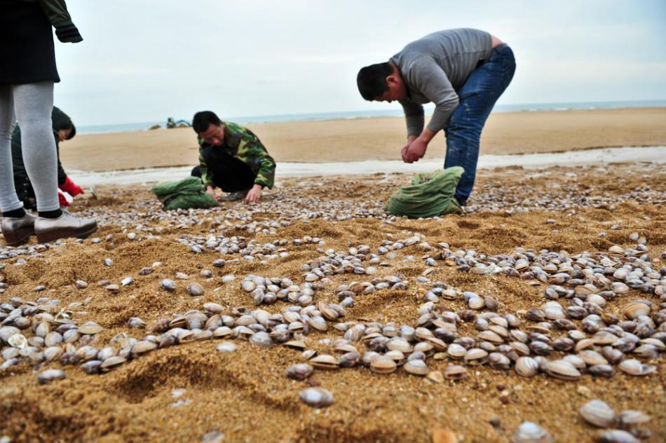 47.8°C!U.S. farm "Clams" are roasted alive at high temperature ...