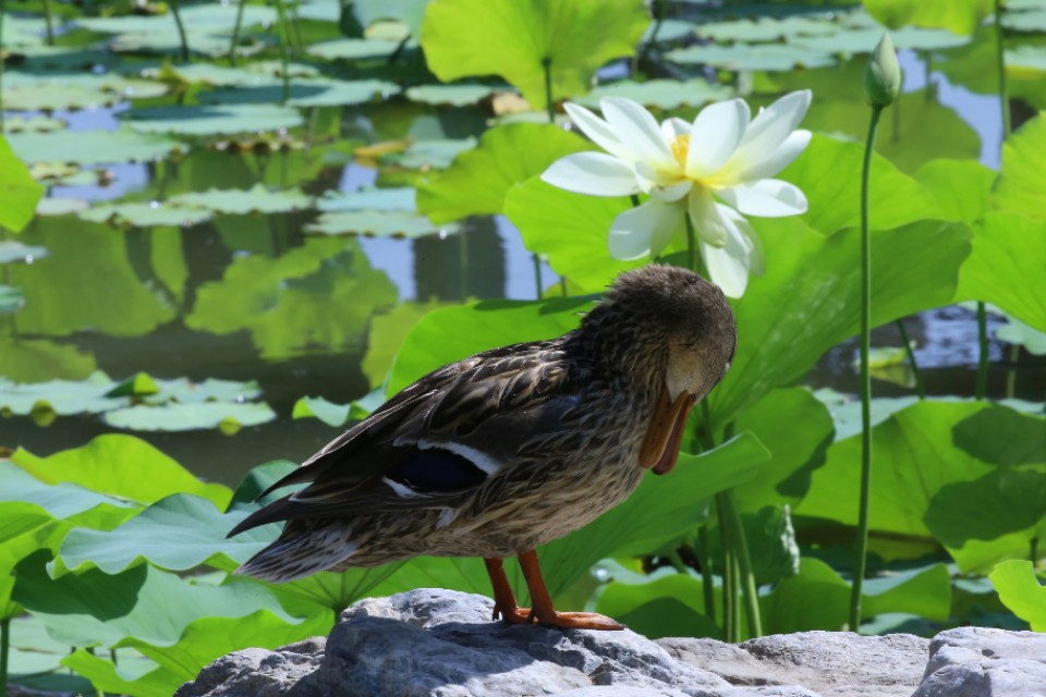 Lotus Pond Sunny Roast Duck - iMedia