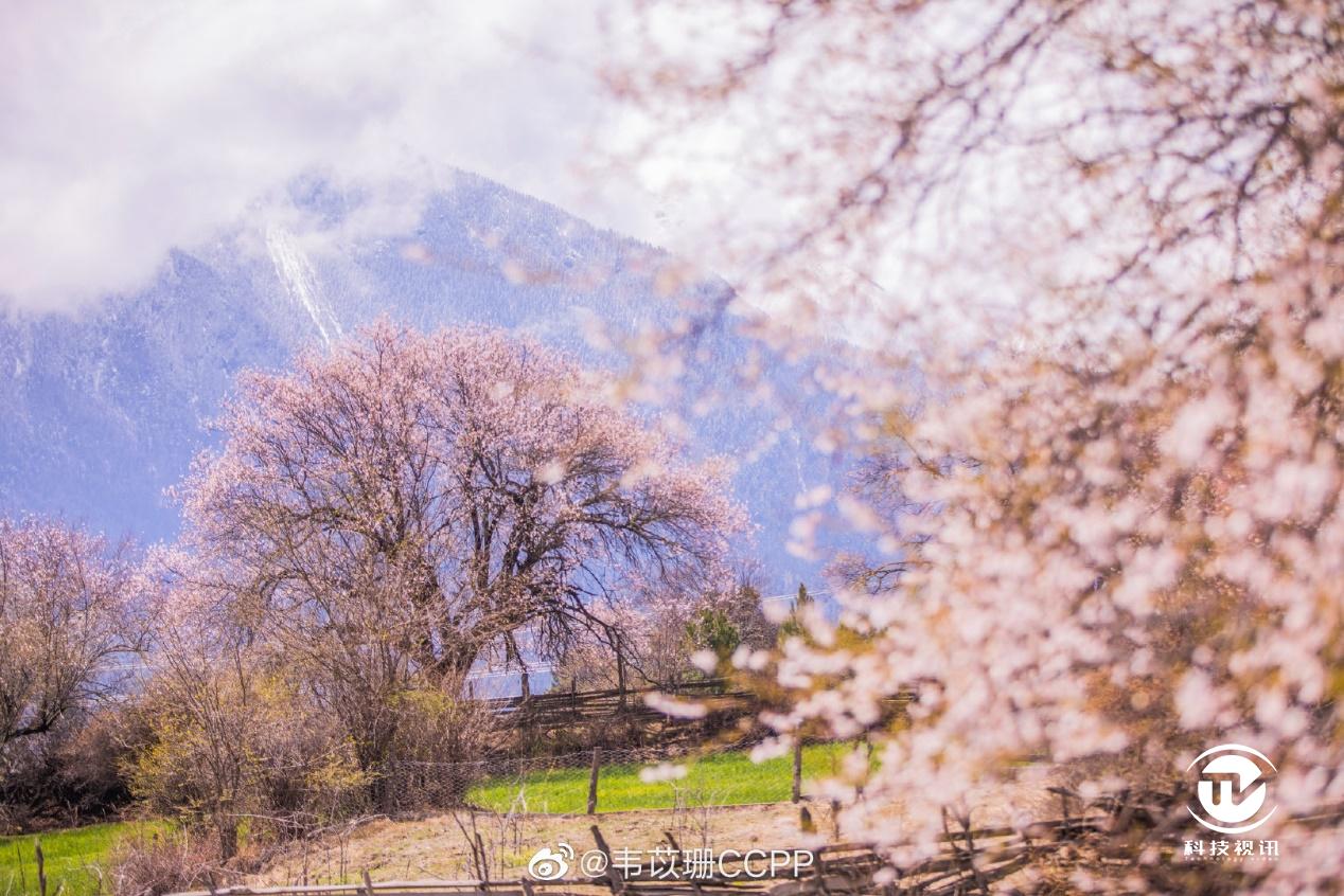 Flower Shooting Strategy: "Unified Tones" in Flower Photography - iMedia