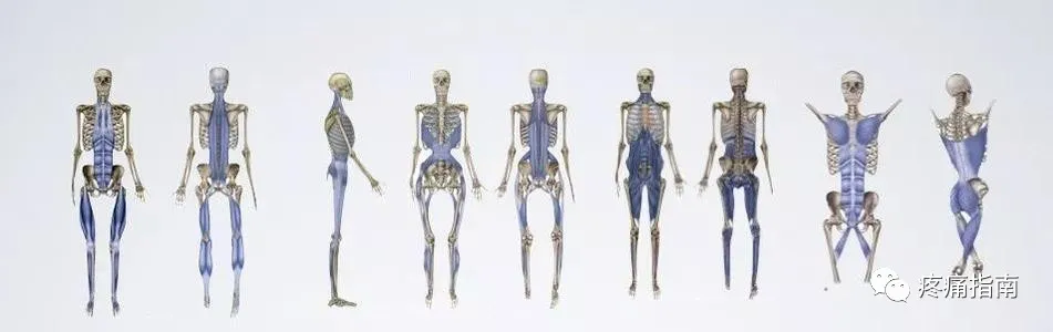 The five major action chain systems of the human body - iMedia