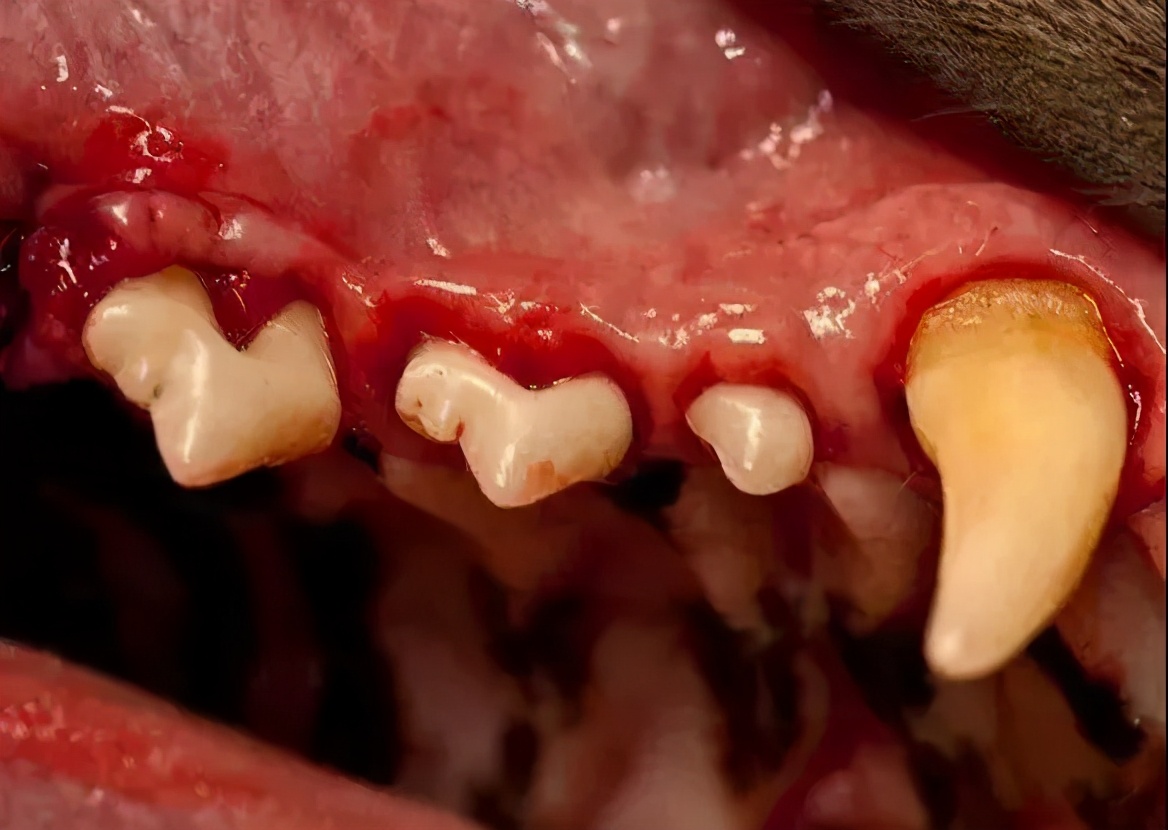 White, yellow and blue, what happened to their gums? - iMedia