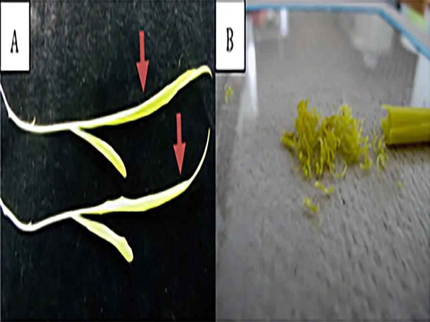 "Let's talk" Maize Protoplast Isolation and Transformation Protocol ...
