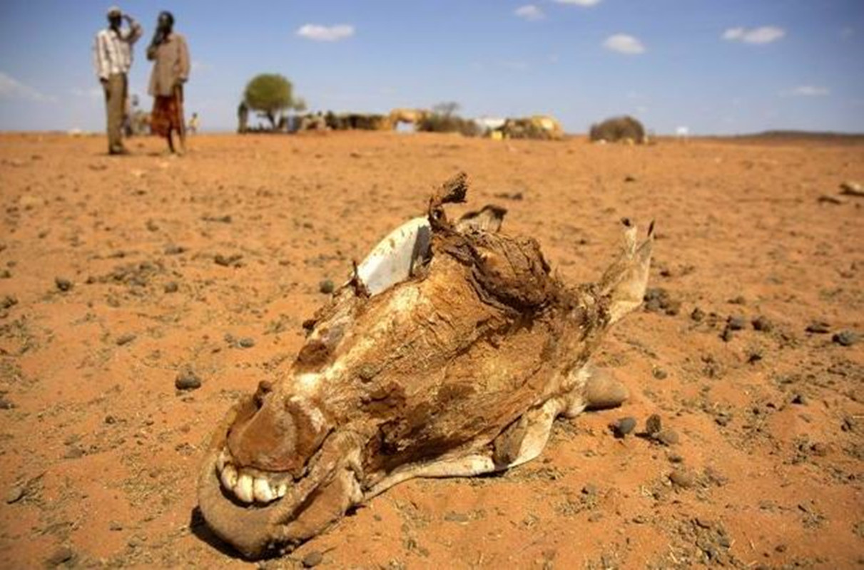 Why can't you touch a dead camel in the desert?How serious are the ...