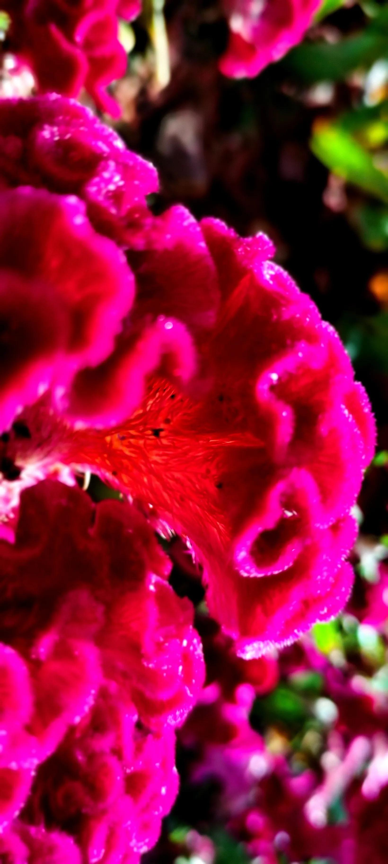 The cockscombs that can be viewed, edible and medicinal, are all ...