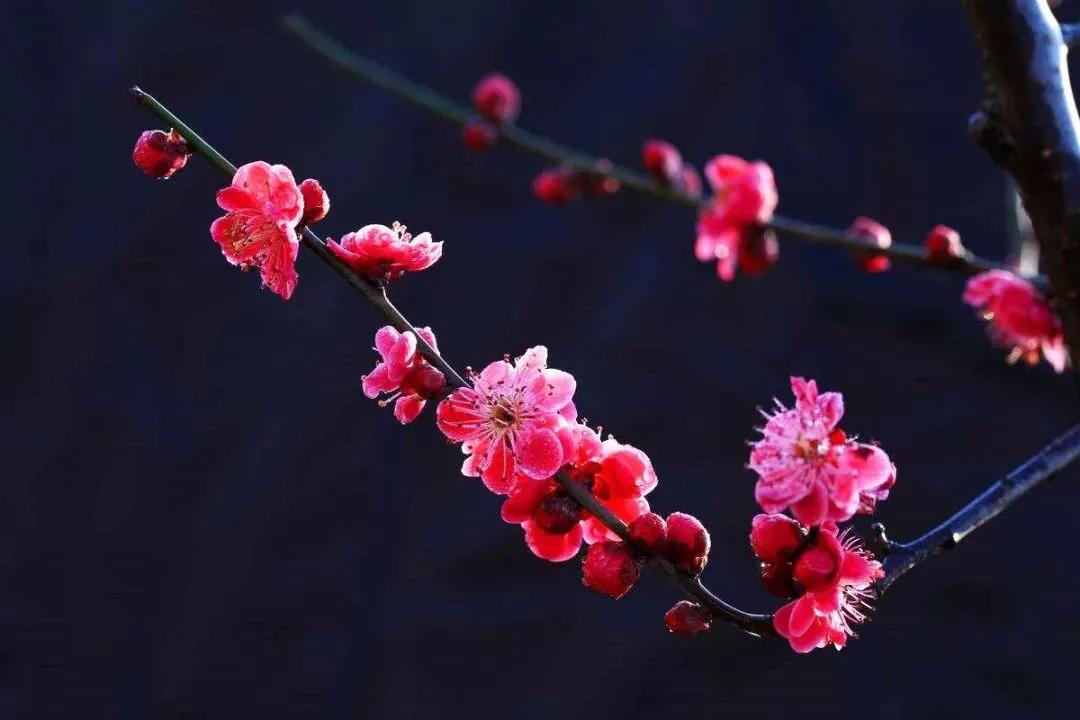 Reading Ancient Poems Slowly 7 Chief Lin Bu also has love?There are ...