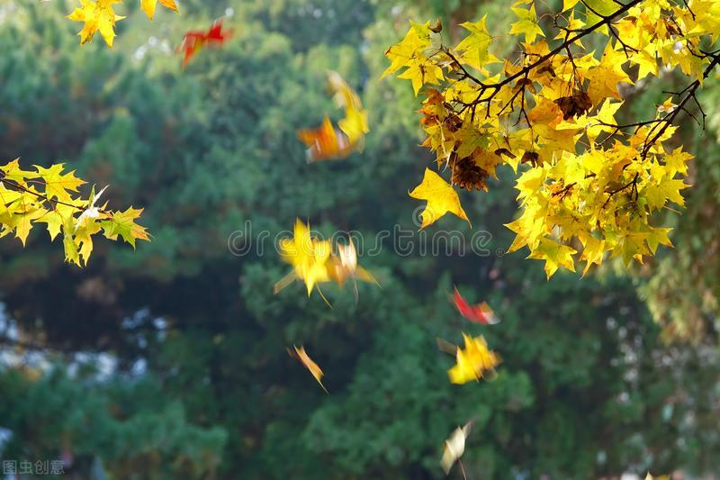 The refreshing autumn breeze brings coolness, and the refreshing breeze ...