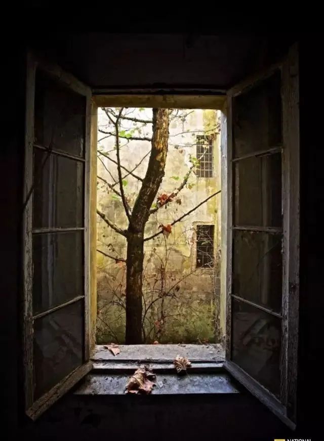 Photography skills: how to shoot trees?Inspiration sharing of master ...