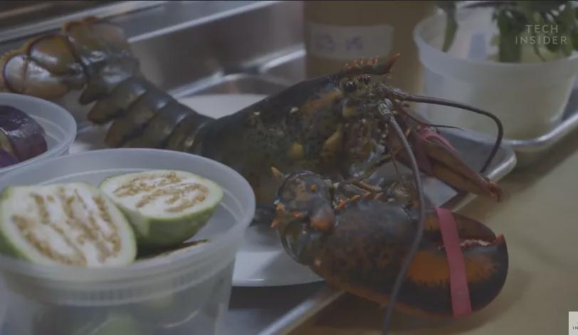 Afraid of lobster pain!The UK plans to ban the cooking of live lobsters ...